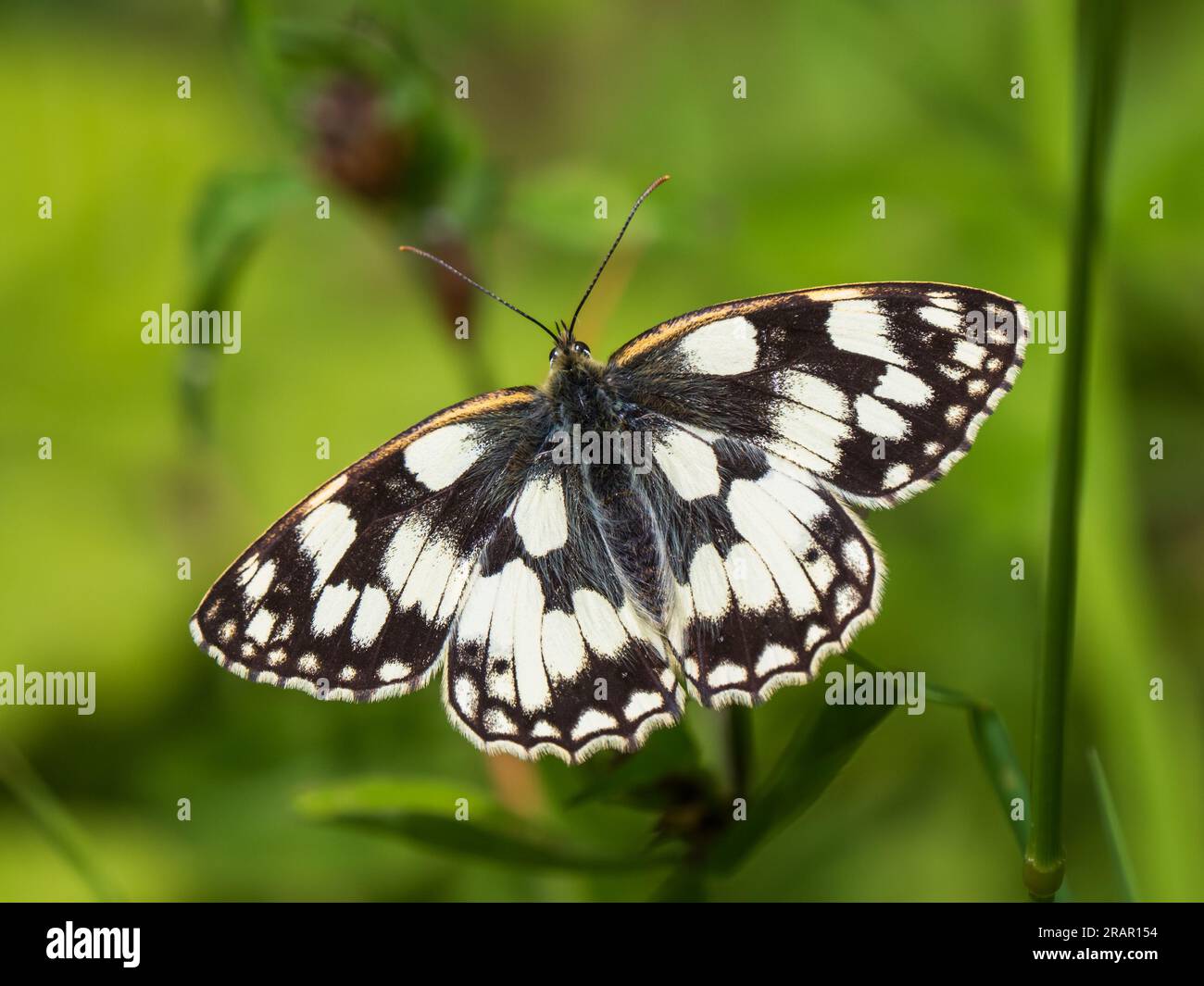 Marbled white butterfly surrey hi-res stock photography and images - Alamy