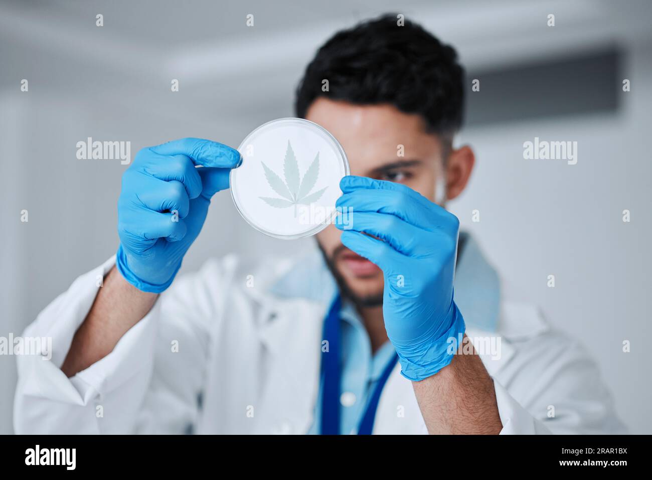 Science, cannabis and man with leaf in petri dish for research, biology ...