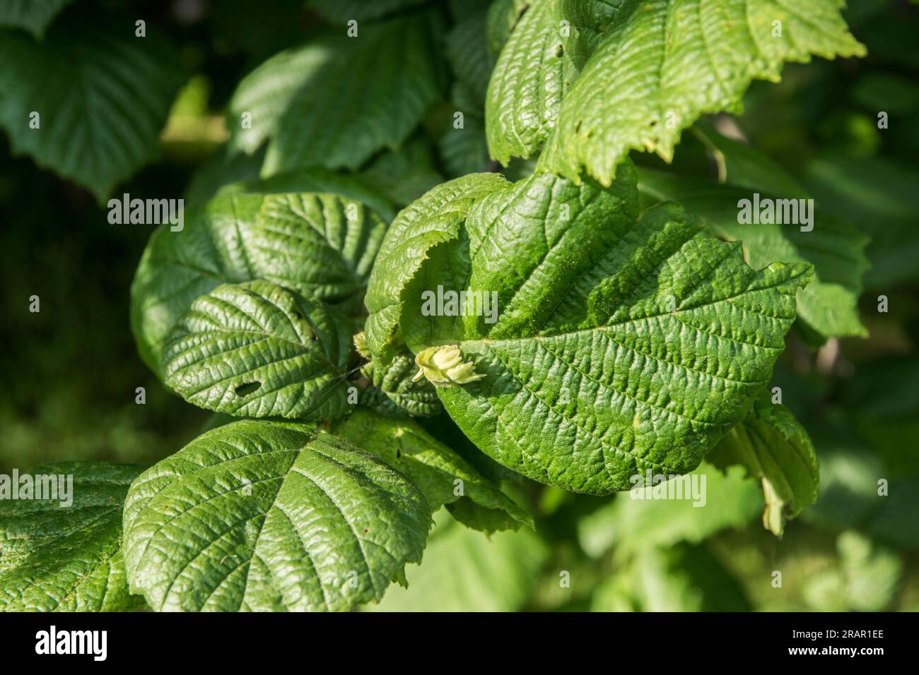 Nascent hazelnut fruit in branch of hazelnut tree Stock Photo - Alamy