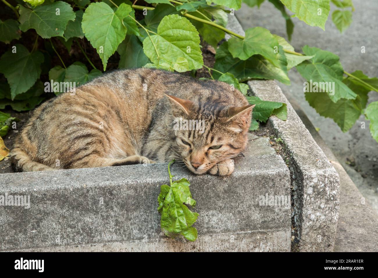 Stray tabby cat is resting by street tree Stock Photo - Alamy