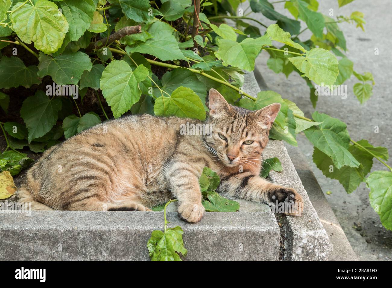 Stray tabby cat is resting by street tree Stock Photo - Alamy