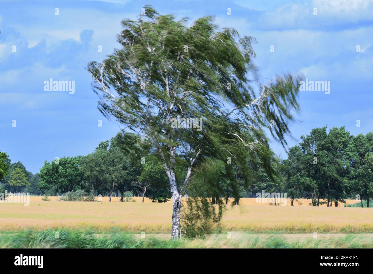 Langenhagen, Germany. 05th July, 2023. Storm gusts capture a birch tree ...