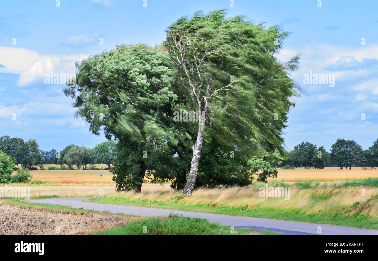 Langenhagen, Germany. 05th July, 2023. Storm gusts capture a birch tree ...