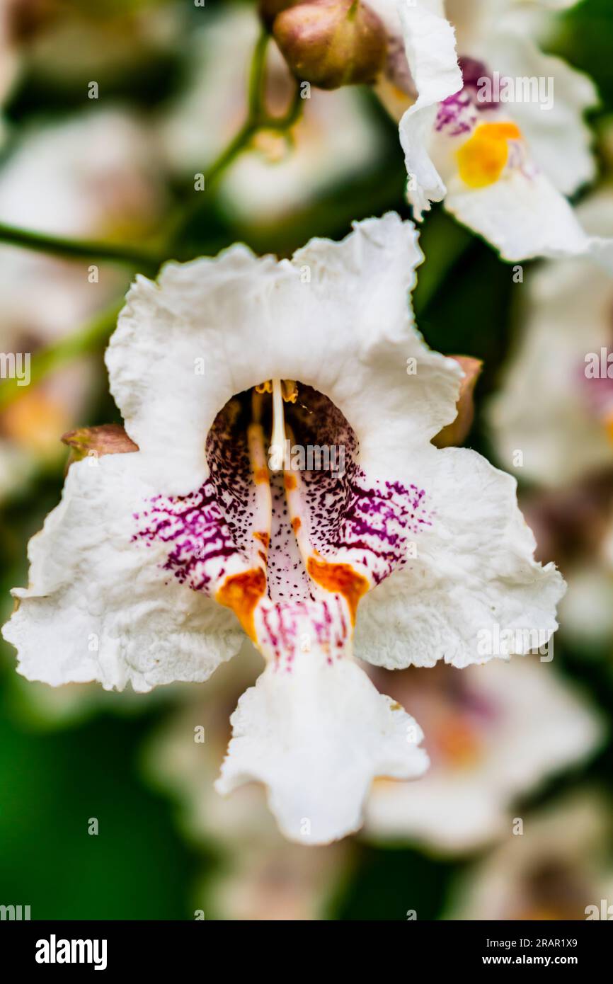 Catalpa tree with flowers and leaves, catalpa bignonioides, catalpa ...