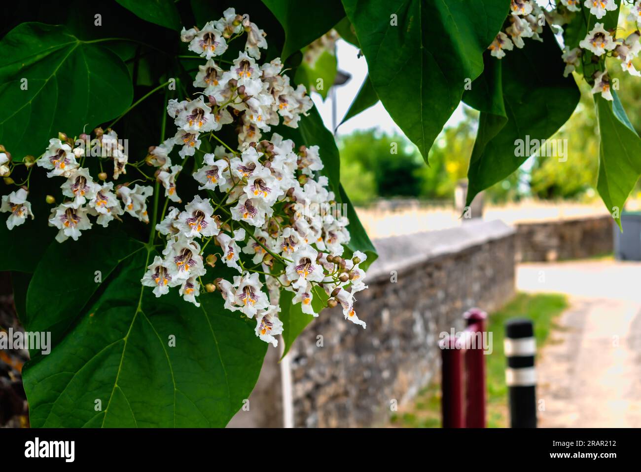 Catalpa tree with flowers and leaves, catalpa bignonioides, catalpa ...