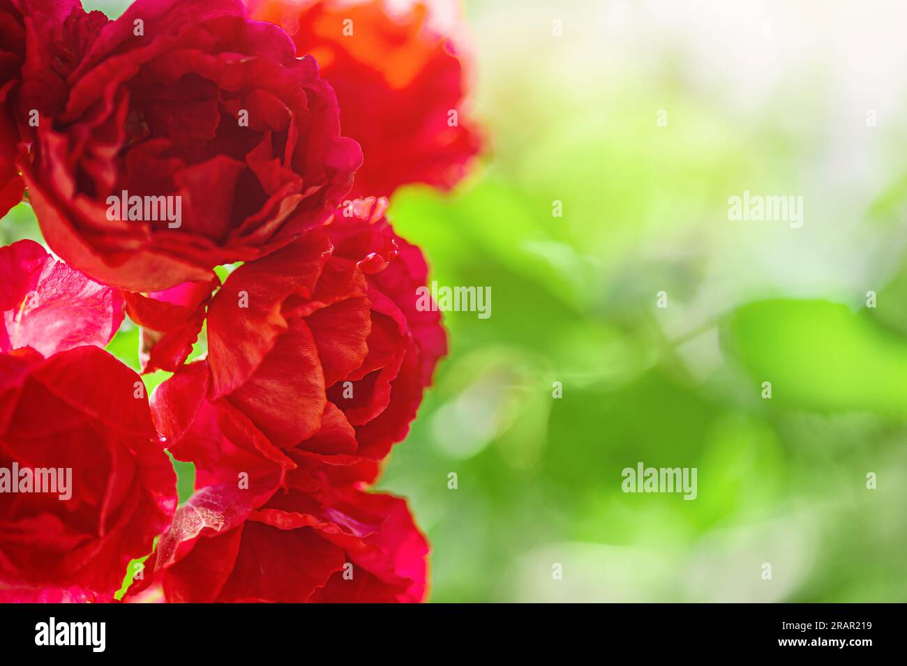 Red rose flowers. Climbing rose narrow focus zone and bokeh Stock Photo ...