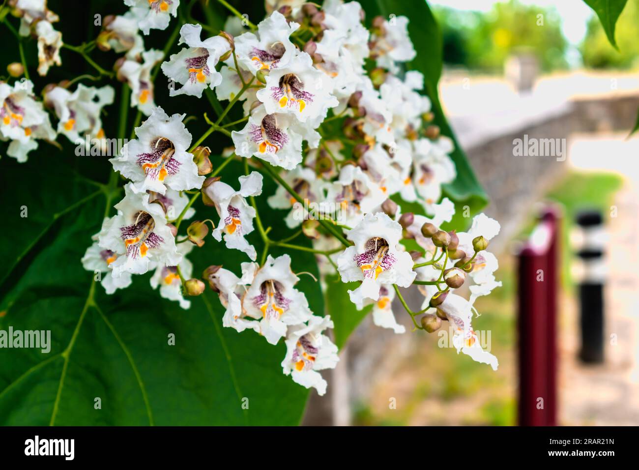 Catalpa tree with flowers and leaves, catalpa bignonioides, catalpa ...