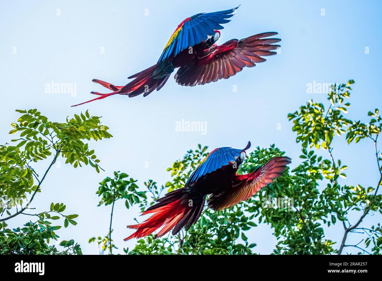 Scarlet macaws jungle hi-res stock photography and images - Alamy