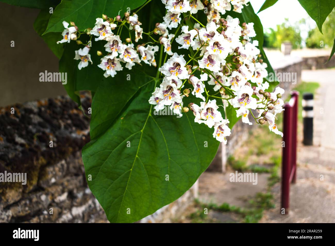 Catalpa tree with flowers and leaves, catalpa bignonioides, catalpa ...