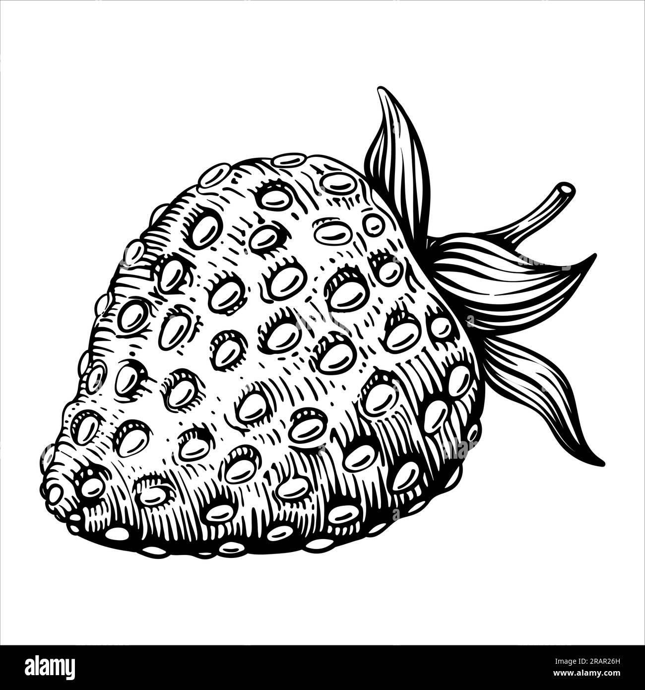 sketch of the strawberry on white background Stock Vector Image & Art ...