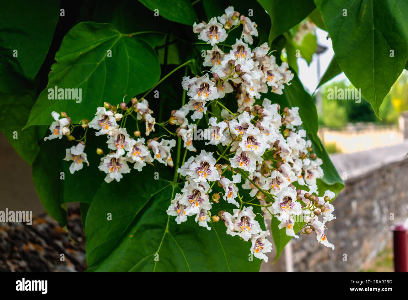 Catalpa tree with flowers and leaves, catalpa bignonioides, catalpa ...
