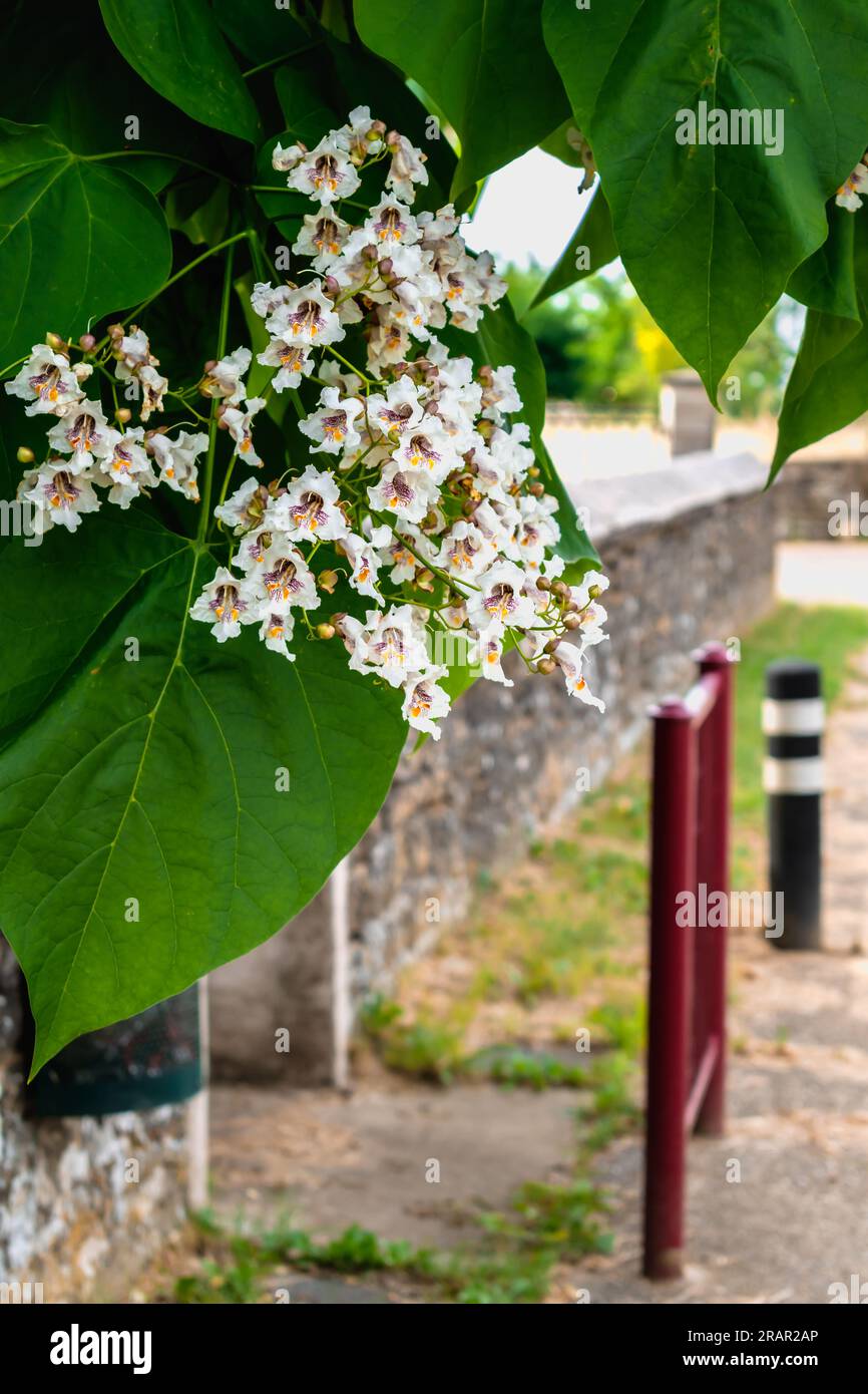 Catalpa tree with flowers and leaves, catalpa bignonioides, catalpa ...