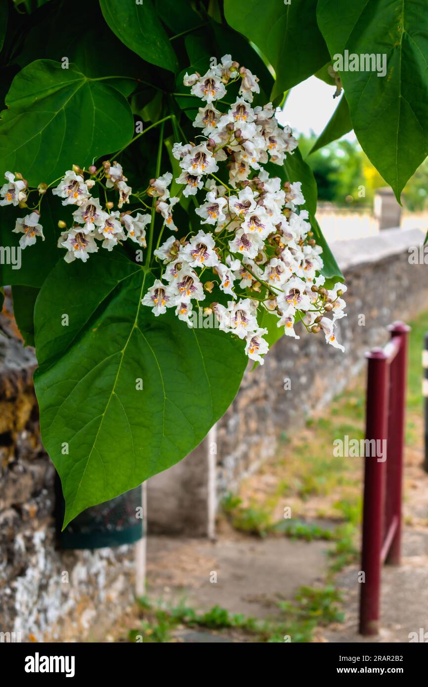 Catalpa tree with flowers and leaves, catalpa bignonioides, catalpa ...