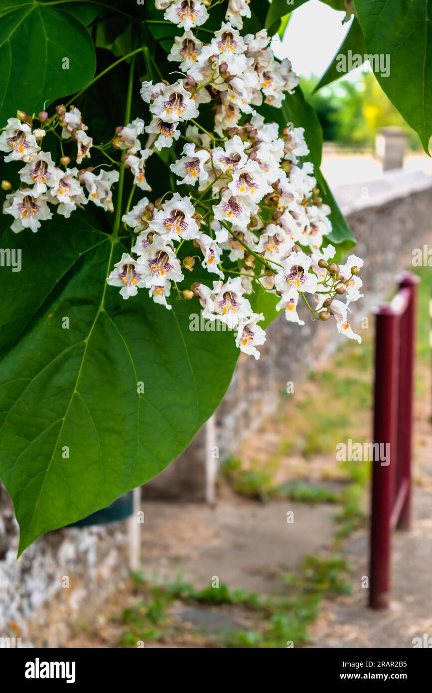 Catalpa tree with flowers and leaves, catalpa bignonioides, catalpa ...