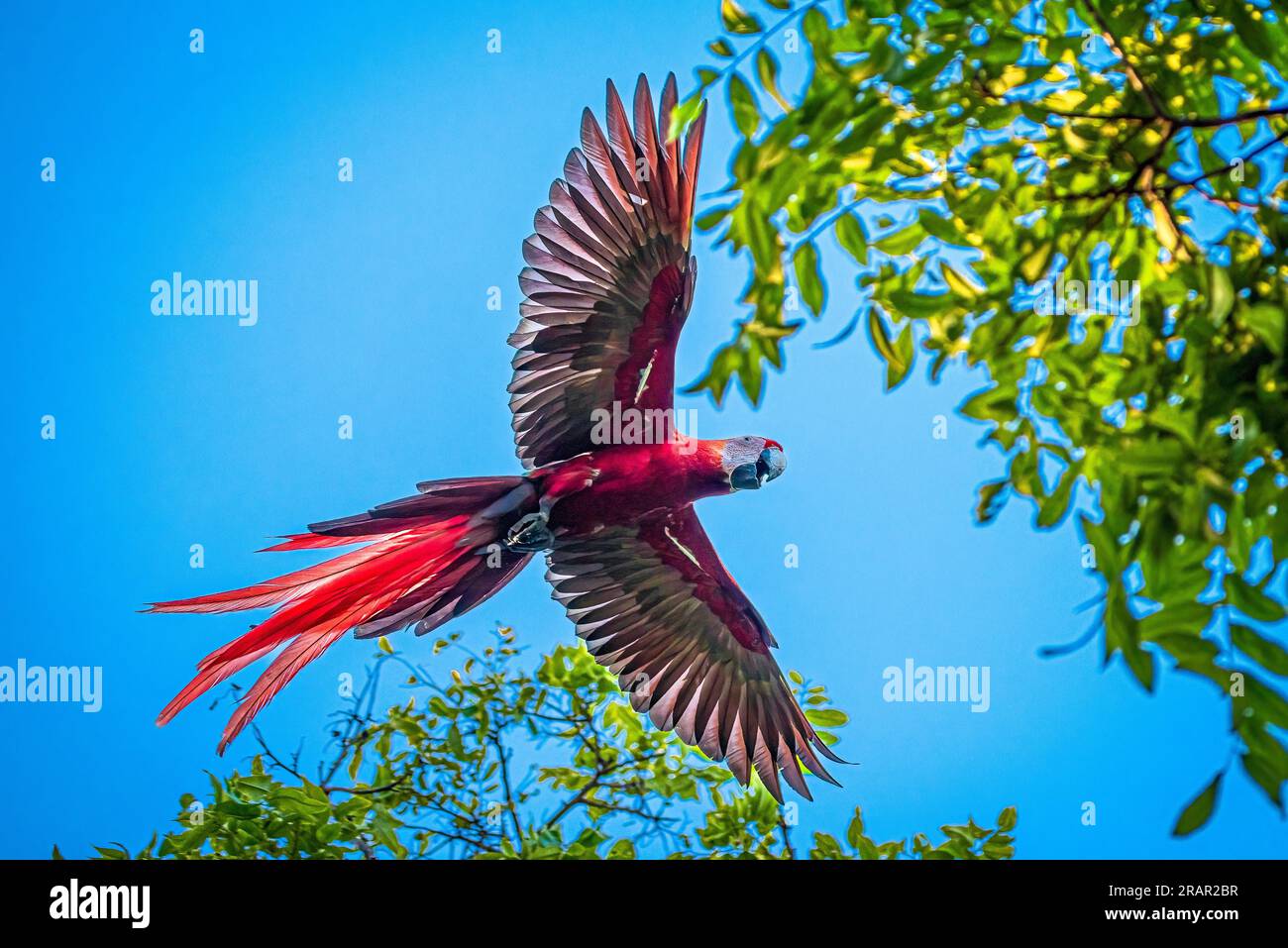 Scarlet macaw in flight with vivid colors with open wings image taken ...