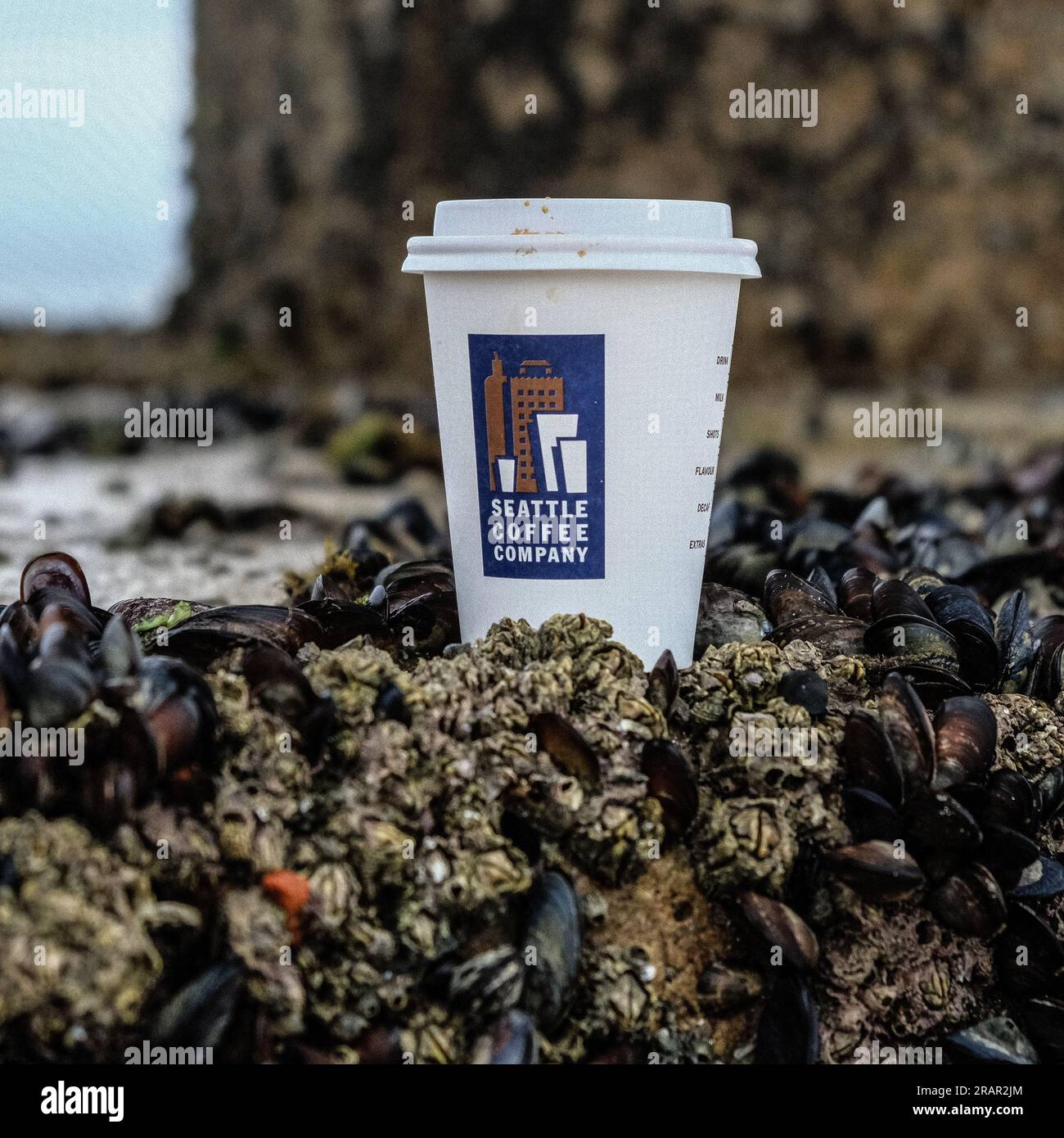 South african shells hi-res stock photography and images - Alamy