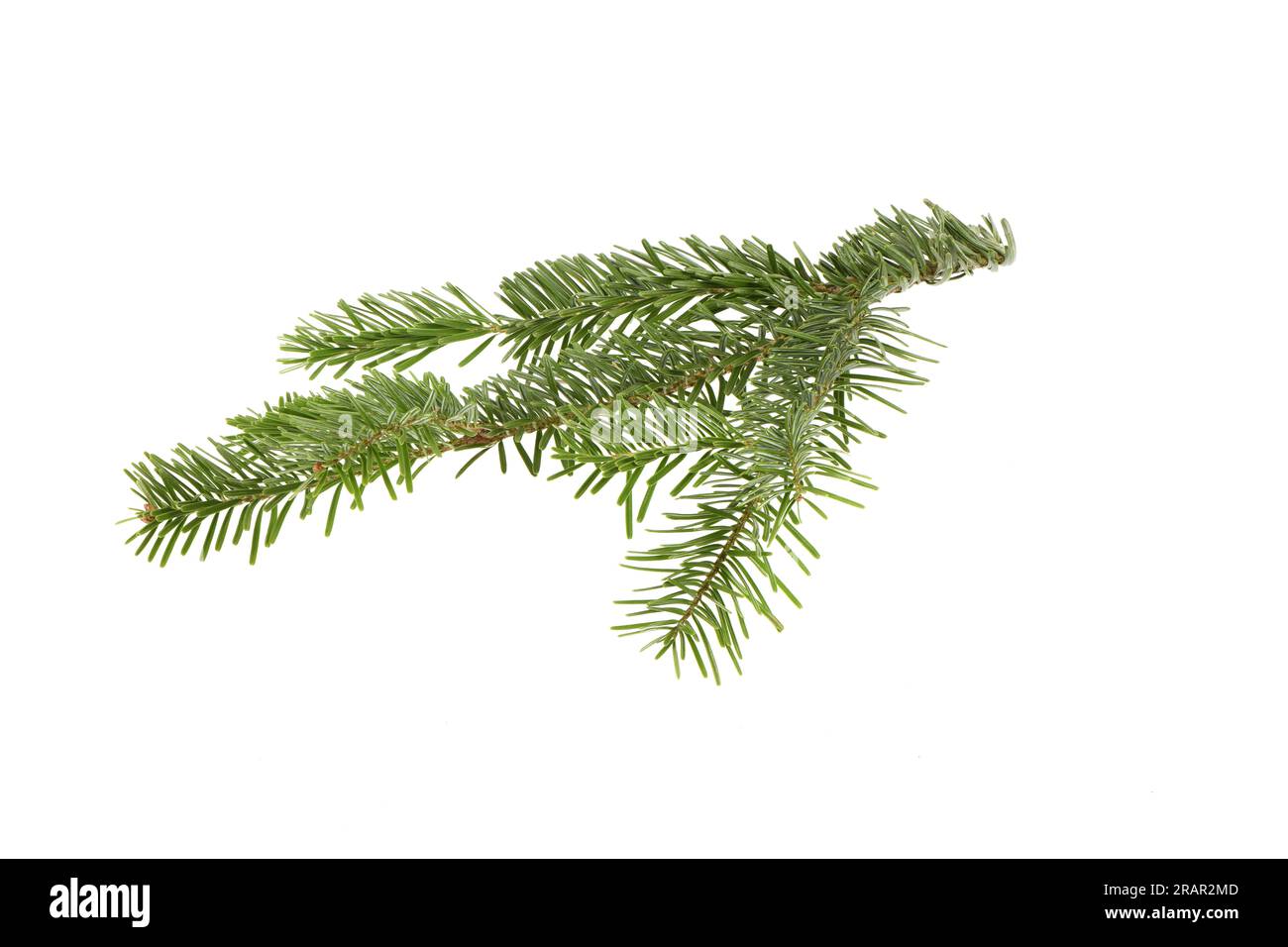 Spruce branch isolated on white background. High resolution photo. Full ...