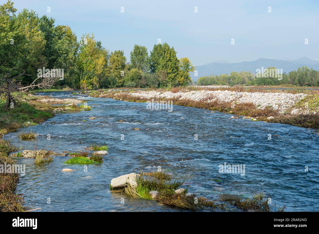 Filago hi-res stock photography and images - Alamy