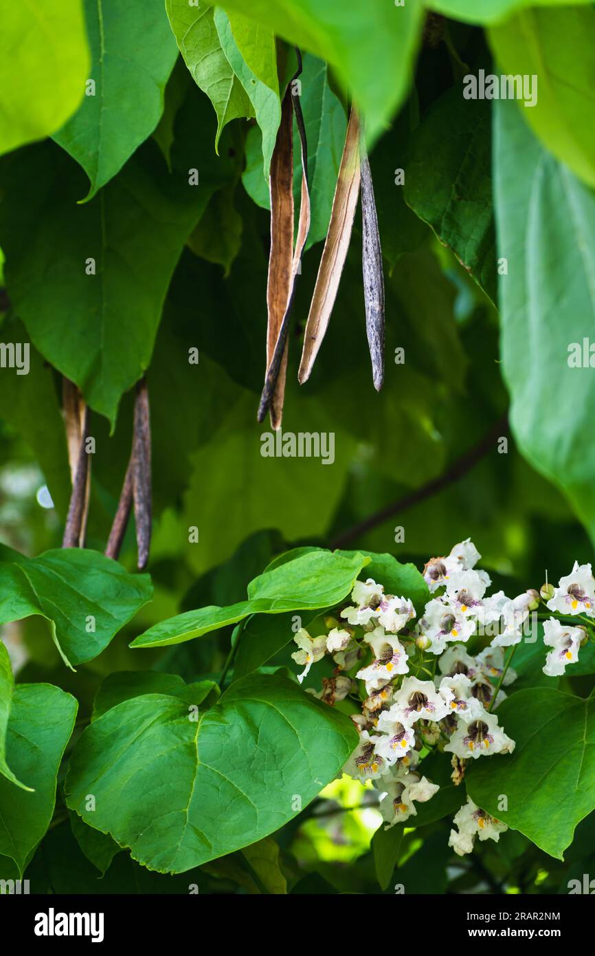 Catalpa tree with flowers and leaves, catalpa bignonioides, catalpa ...