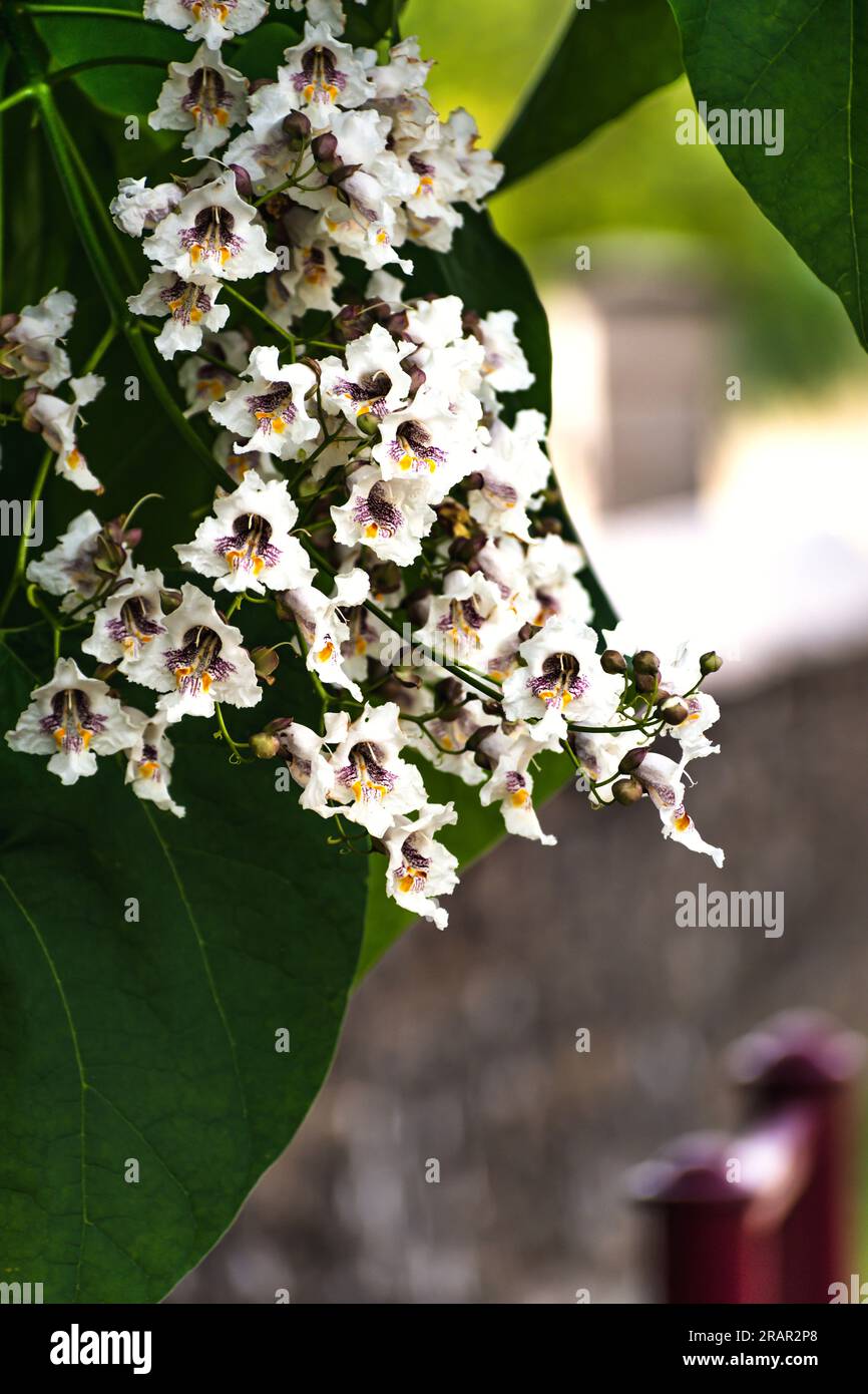 Catalpa tree with flowers and leaves, catalpa bignonioides, catalpa ...