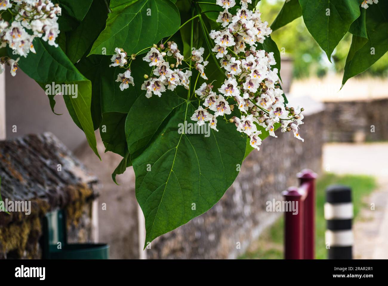 Catalpa tree with flowers and leaves, catalpa bignonioides, catalpa ...
