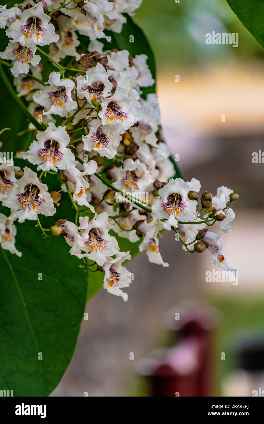 Catalpa tree with flowers and leaves, catalpa bignonioides, catalpa ...
