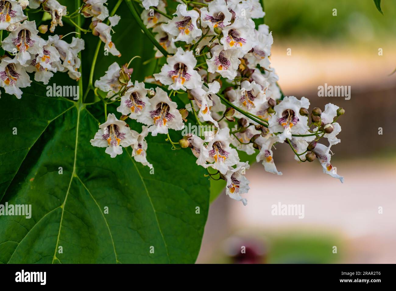 Catalpa tree with flowers and leaves, catalpa bignonioides, catalpa ...