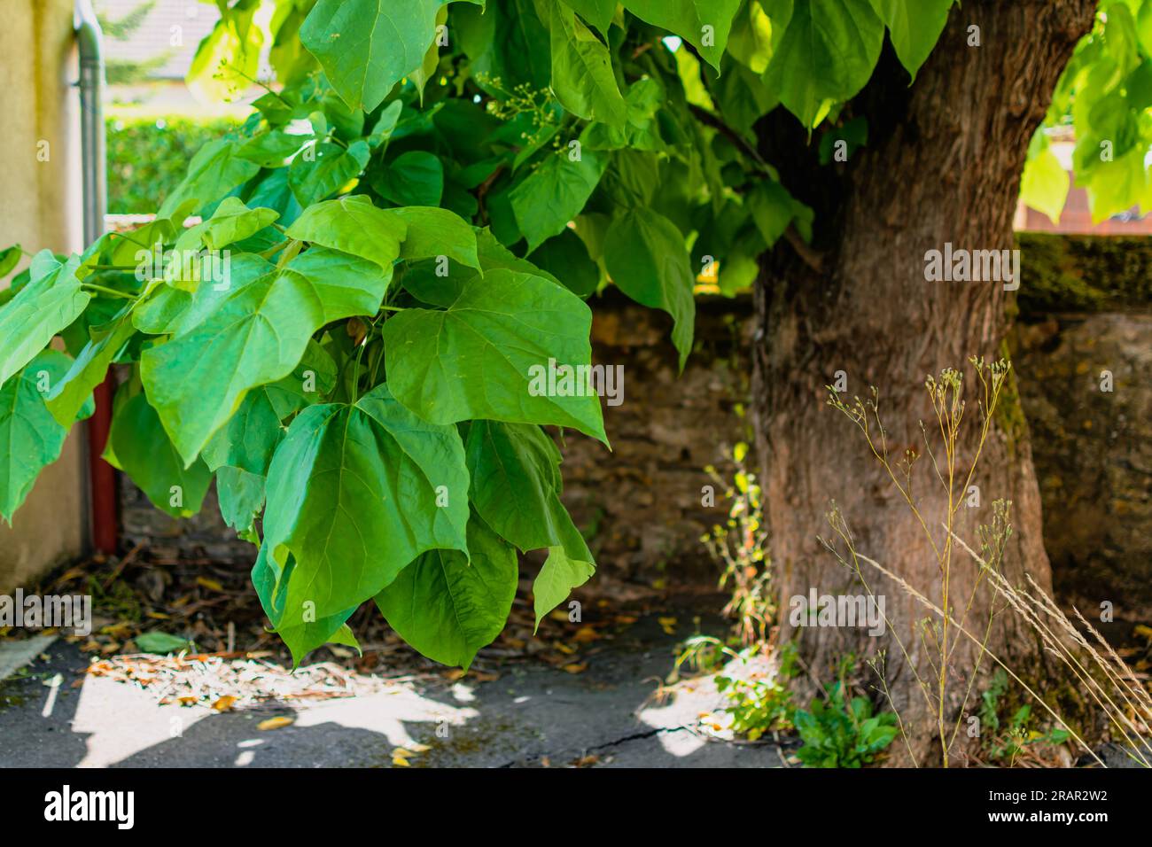 Catalpa tree with leaves, catalpa bignonioides, catalpa speciosa or ...