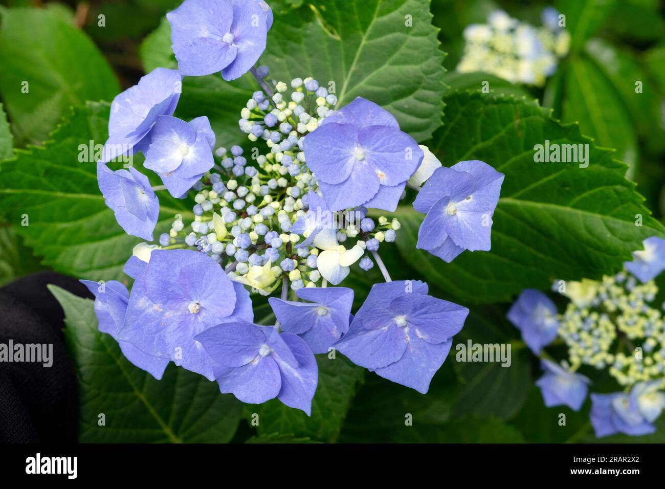 Beautiful hortensia hydrangea macrophylla growing hi-res stock ...