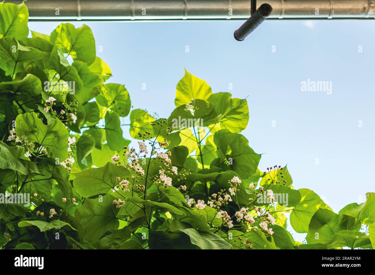 Catalpa tree with leaves, catalpa bignonioides, catalpa speciosa or ...