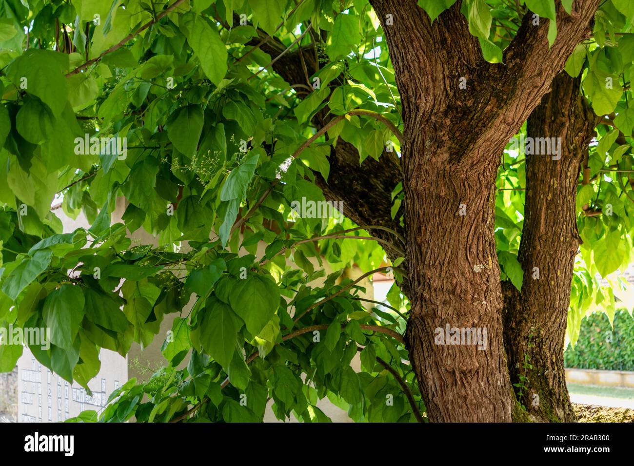 Catalpa tree with leaves, catalpa bignonioides, catalpa speciosa or ...