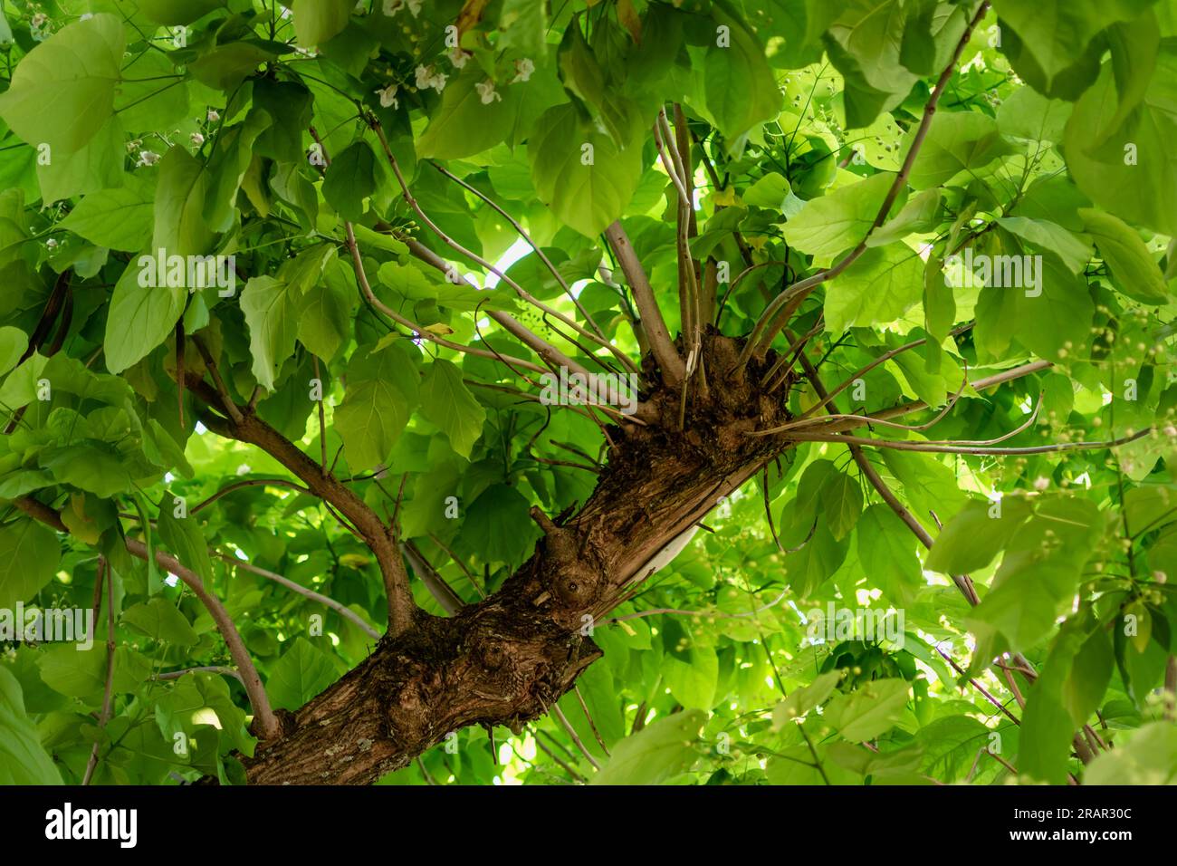 Catalpa tree with leaves, catalpa bignonioides, catalpa speciosa or ...
