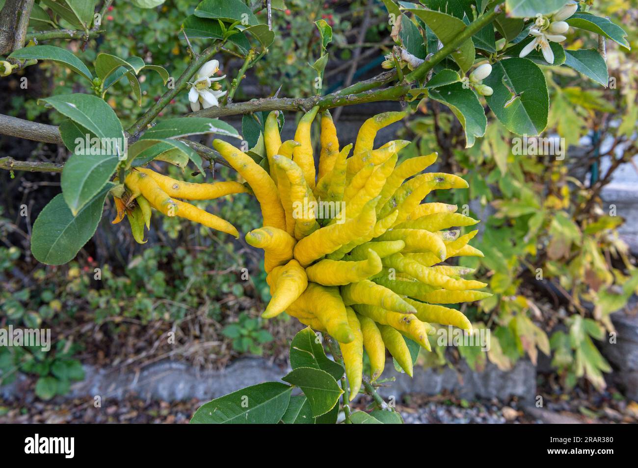 citrus medica sarcodactylus fruits, monte barro regional park, italy ...