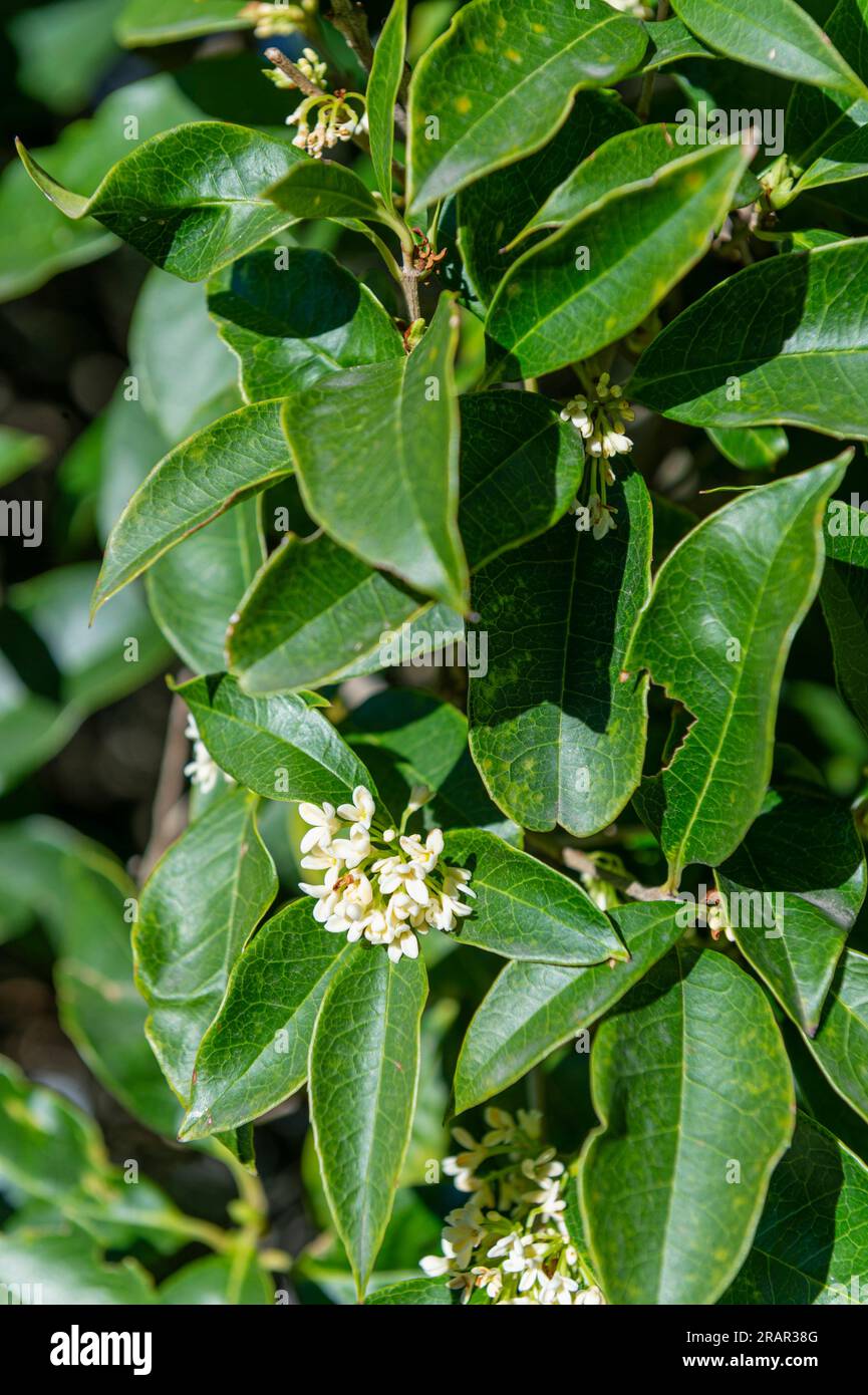 olea fragrans flowers, monte barro regional park, italy Stock Photo - Alamy