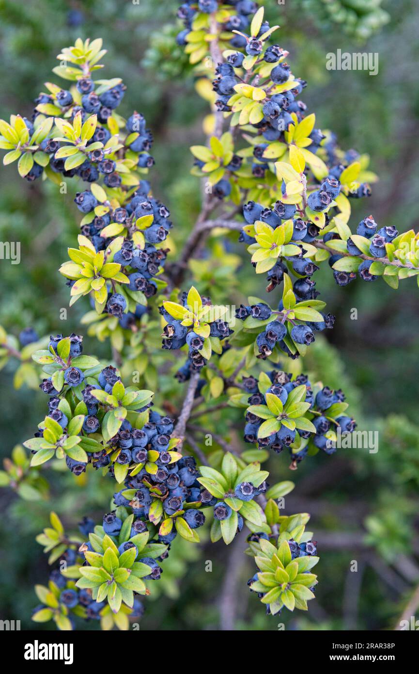 myrtle fruits, monte barro regional park, italy Stock Photo - Alamy