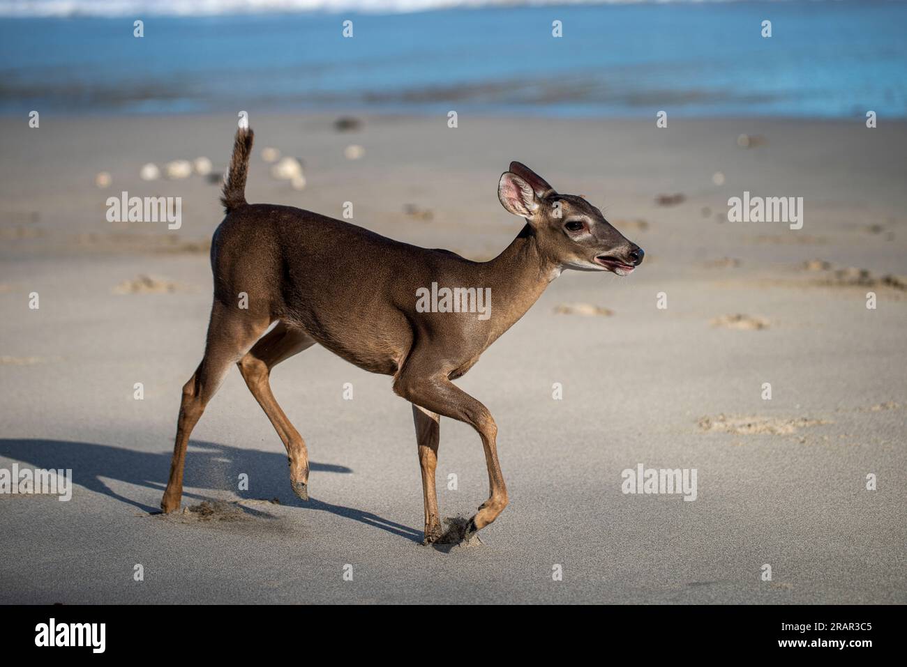 Young white tailed deer walking on a beach Stock Photo - Alamy