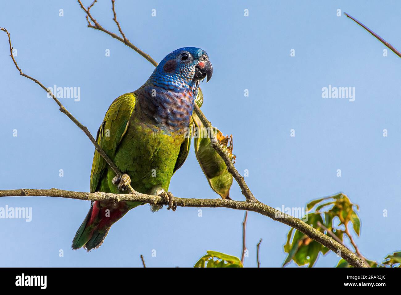 The blue headed parrot hi-res stock photography and images - Alamy