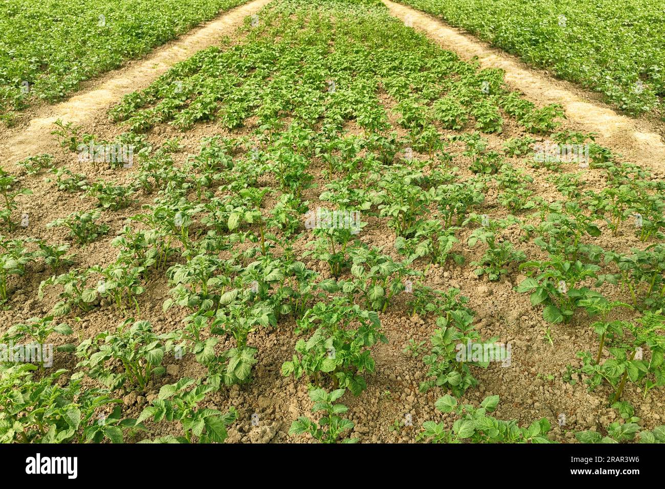 Green field of potatoes in row. Farm field in agriculture season. Young ...