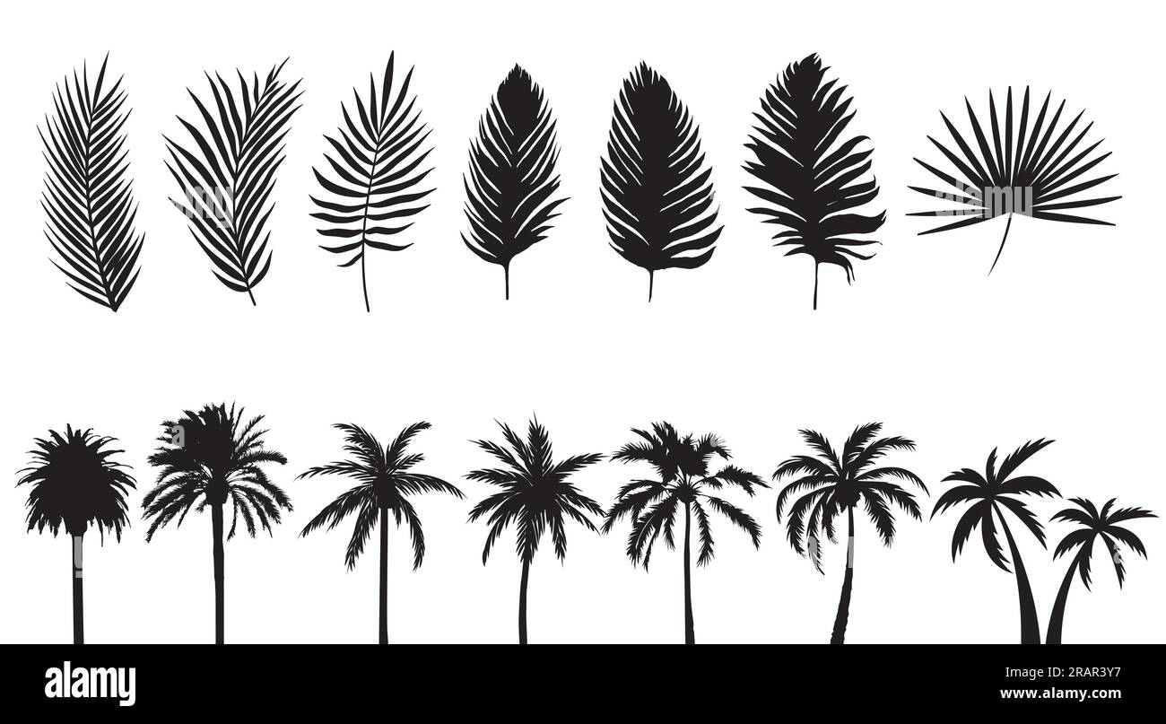 Palm tree silhouettes collection. Isolated palms leaves set. Vector ...