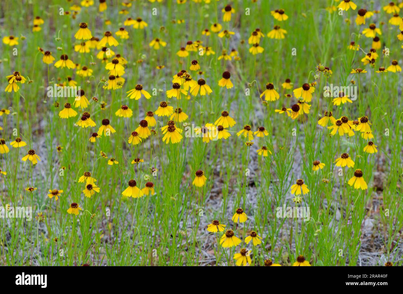 Helenium badium hi-res stock photography and images - Alamy