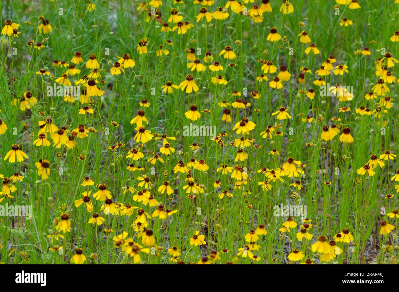 Helenium badium hi-res stock photography and images - Alamy