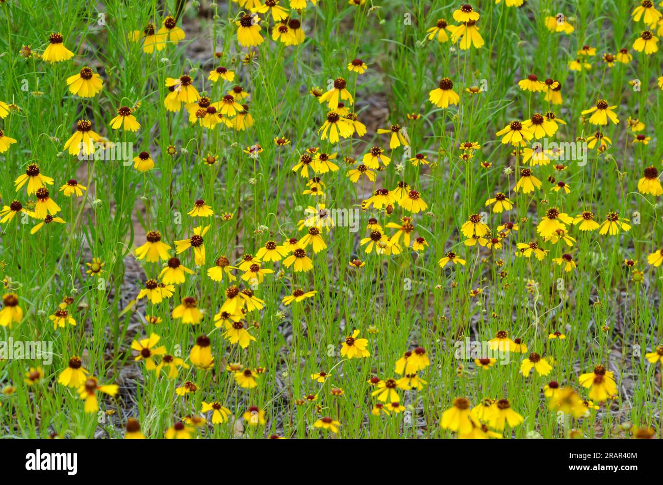 Helenium badium hi-res stock photography and images - Alamy