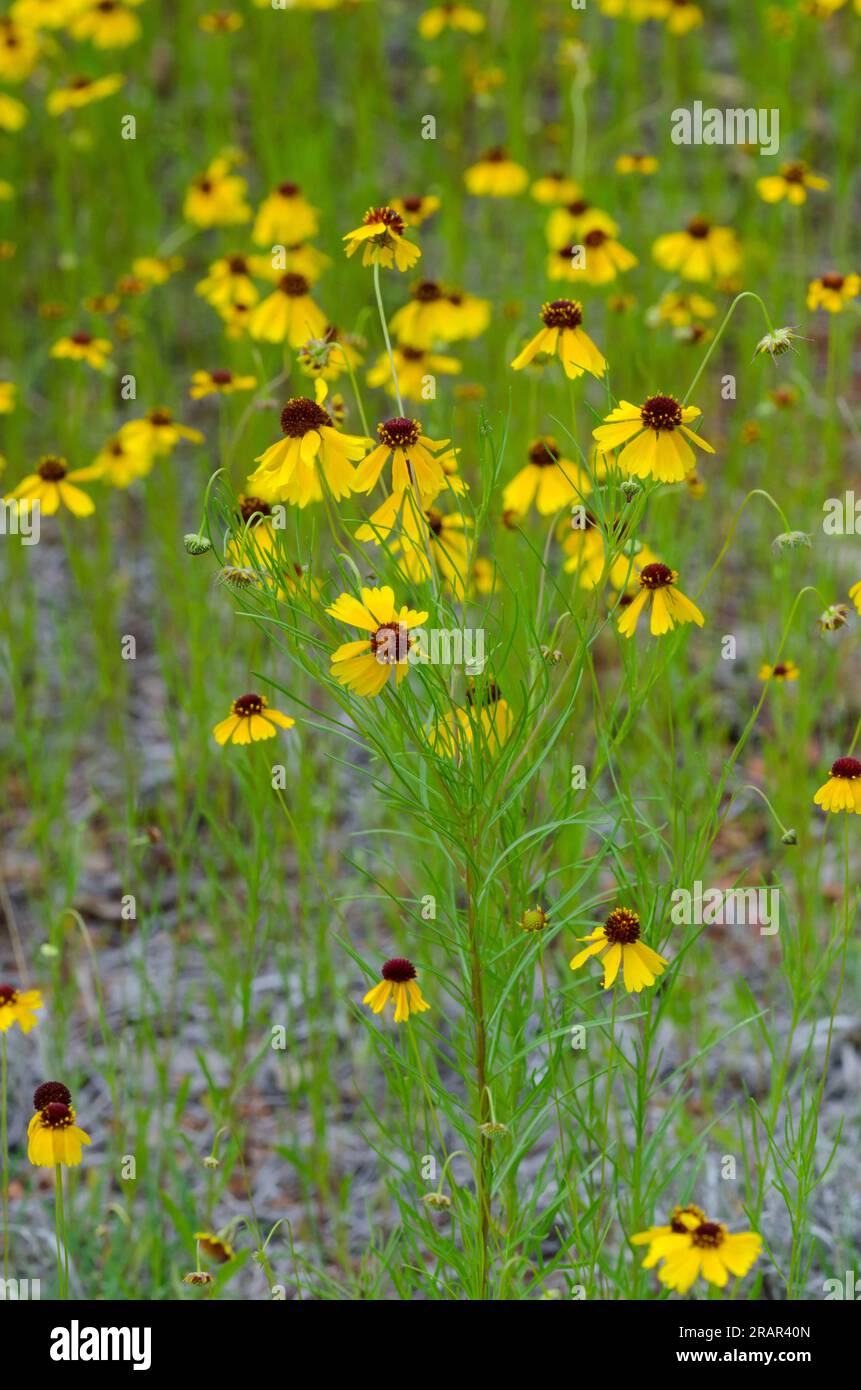 Helenium badium hi-res stock photography and images - Alamy