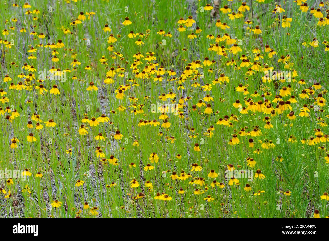 Helenium badium hi-res stock photography and images - Alamy