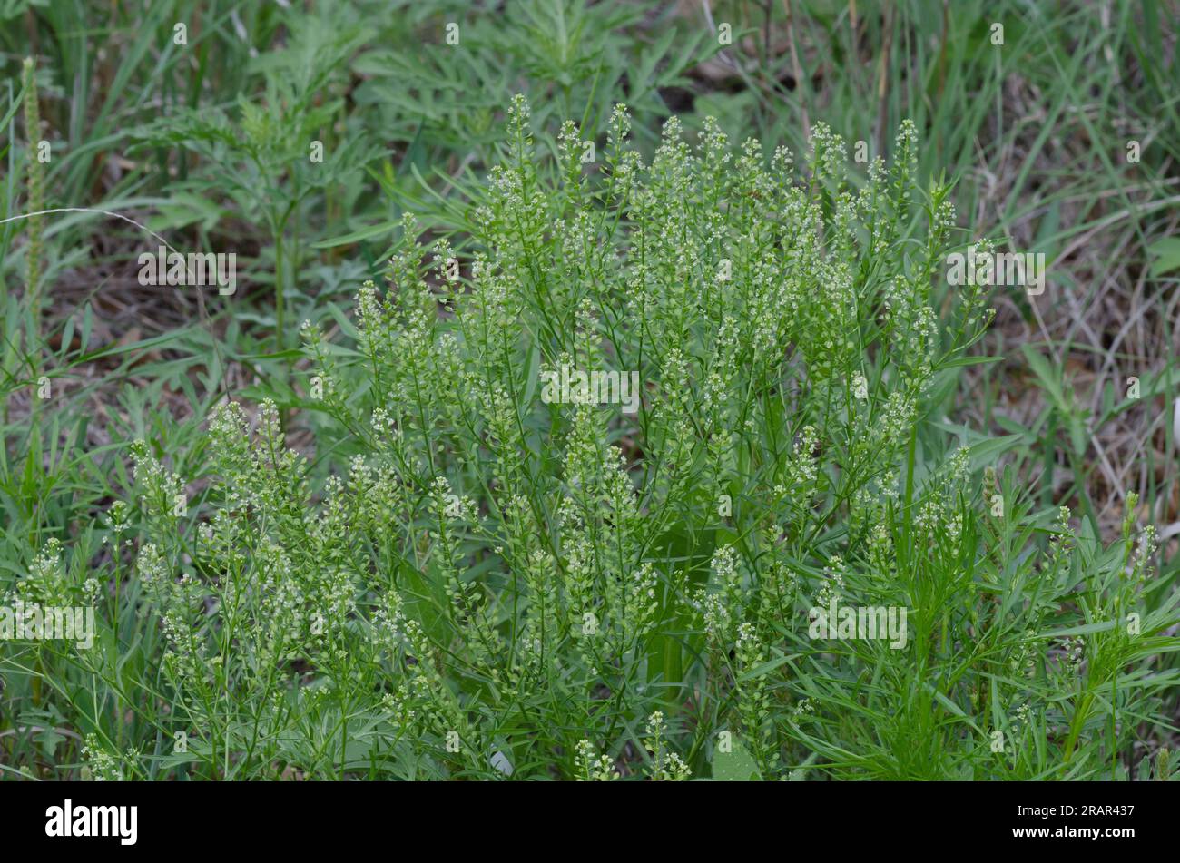 Virginia pepperweed, Lepidium virginicum Stock Photo - Alamy