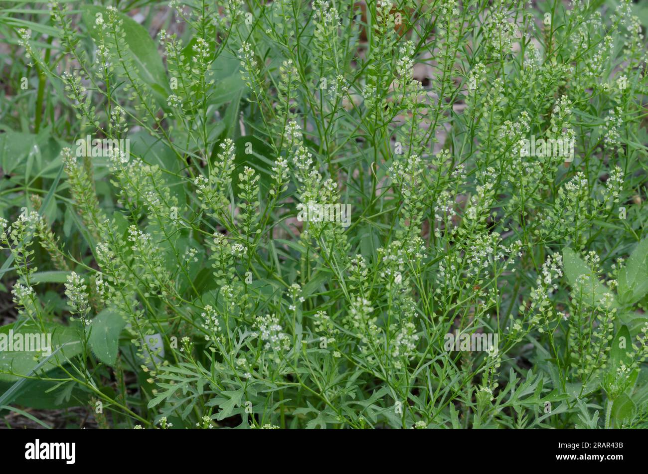 Virginia pepperweed, Lepidium virginicum Stock Photo - Alamy