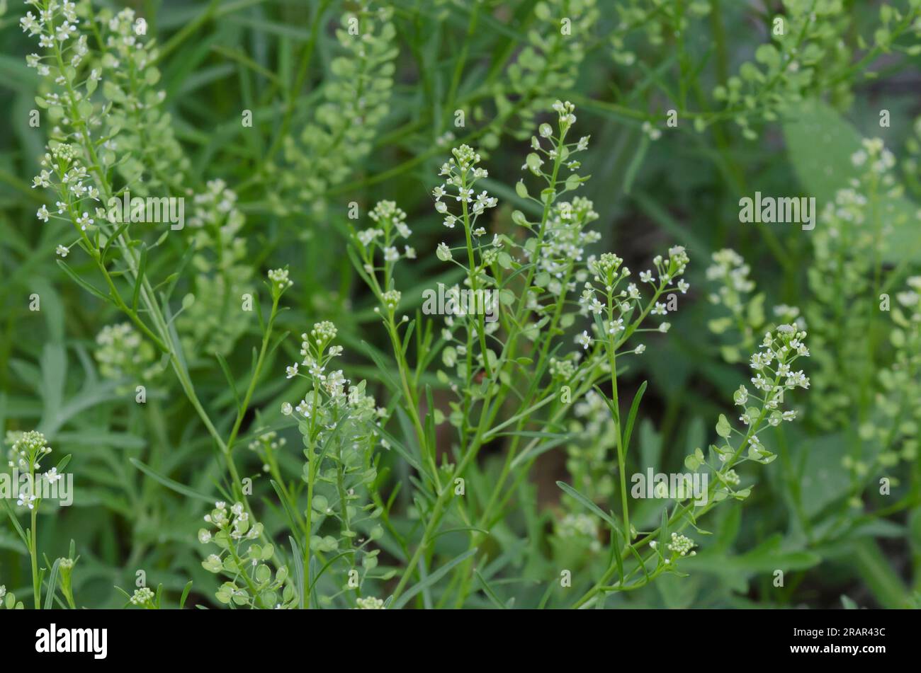 Lepidium Virginicum Seeds