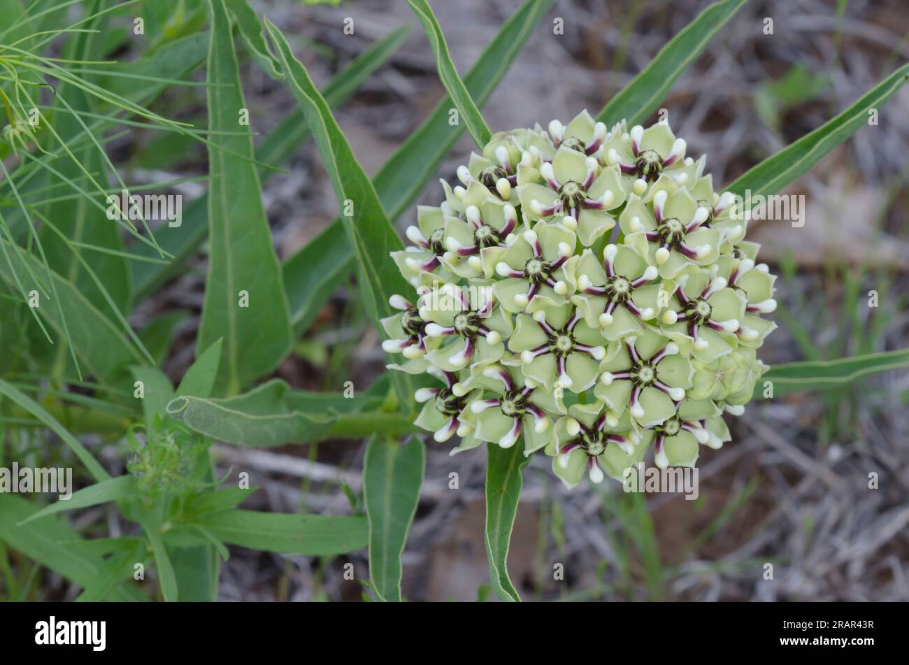 Antelope horns, Asclepias asperula Stock Photo - Alamy