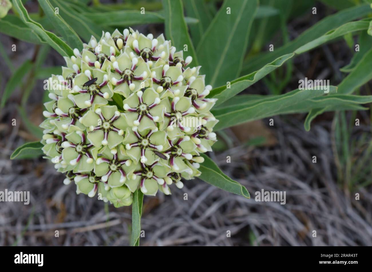 Antelope horns, Asclepias asperula Stock Photo - Alamy