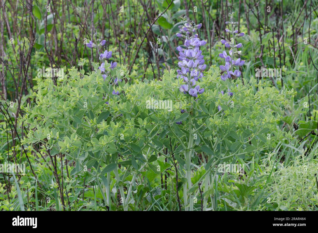 Blue Indigo, Baptisia australis Stock Photo - Alamy